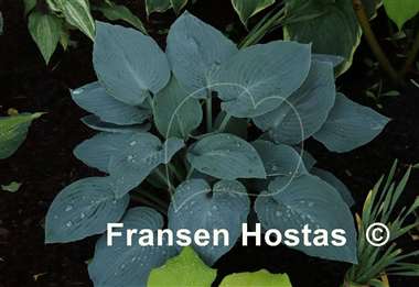 Hosta Tarheel Blue - Fransen Hostas